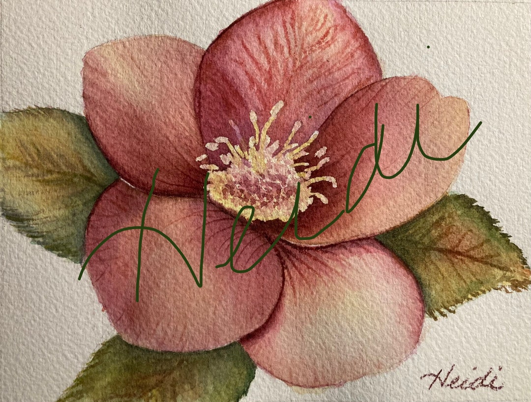 Watercolor Floral..."lenten Rose" - Etsy