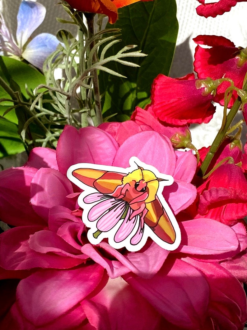 Rosy Maple Moth Sticker, Cute Butterfly Sticker, Insect Sticker, Moth ...