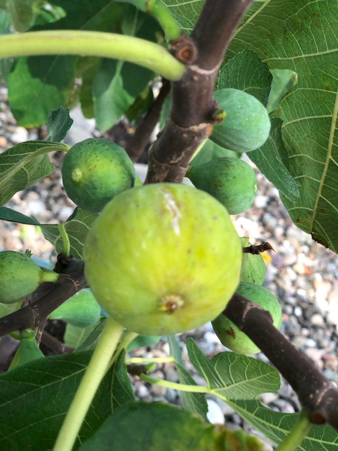 Variety Pack 5: Campaniere, Perola, Peau Fine rare, LSU Hollier ...