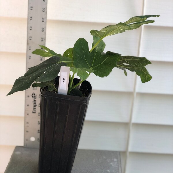 Smith Fig Tree - Etsy