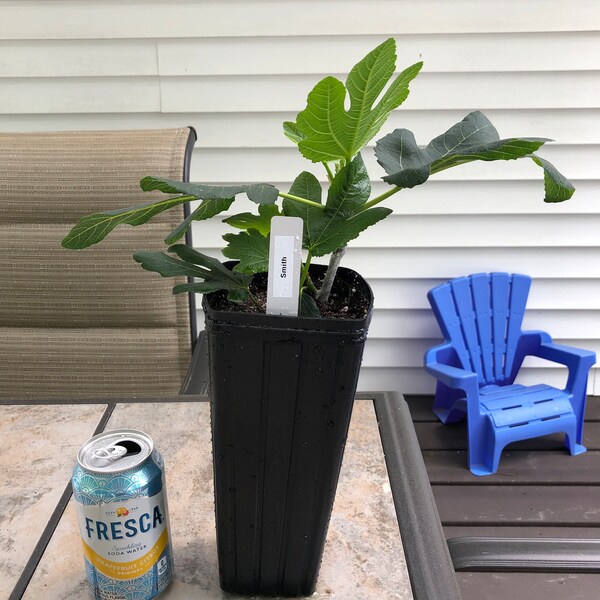 Smith Fig Tree - Etsy