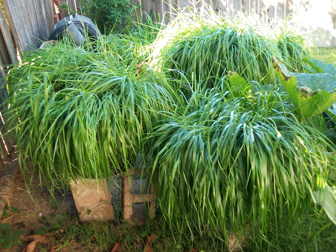 3 Plugs. Canadian Strain Sweet Grass.longest Growing Strain of ...