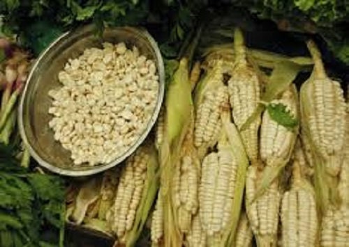 20 Chocio Peruvian Yellow Giant Corn Seeds Ancient Corn Very Rare - Etsy