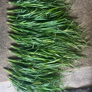 3 Plugs. Canadian Strain Sweet Grass.longest Growing Strain of ...