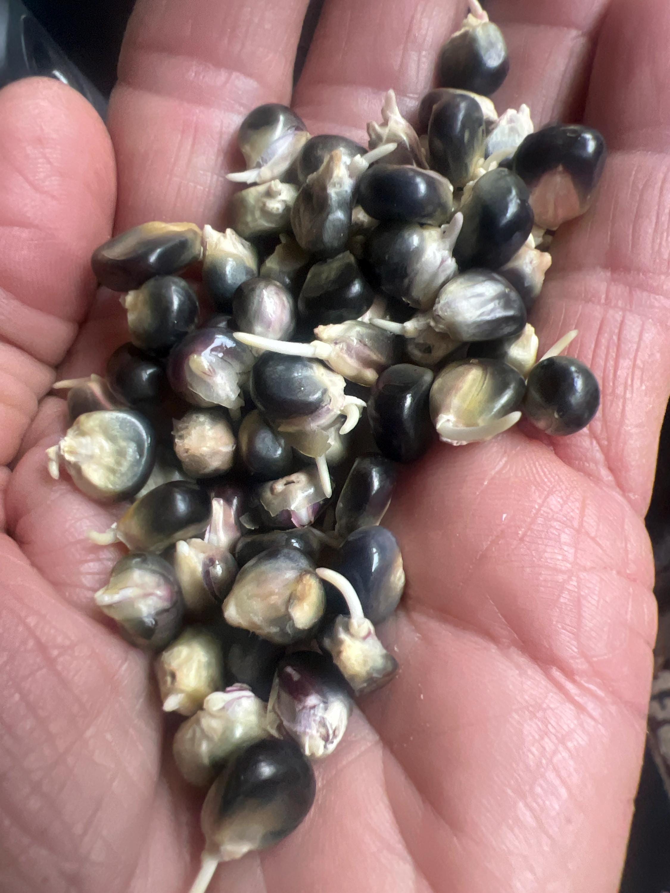 20 Navajo Blue Corn Seed Rare Hard to Find Organic,non-gmo,native Grown ...