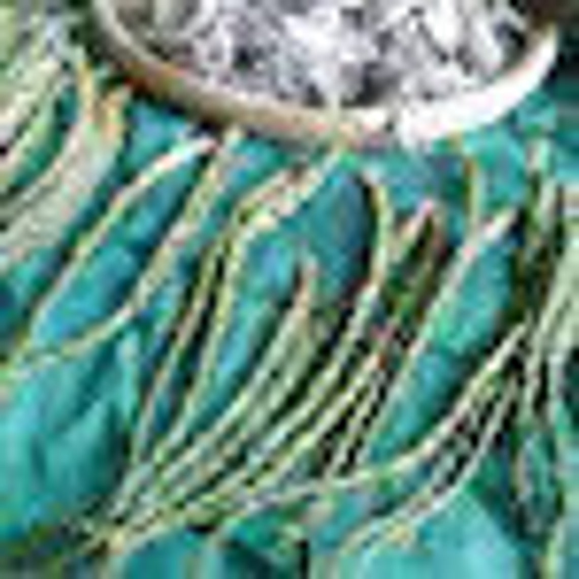 3 Plugs. Canadian Strain Sweet Grass.longest Growing Strain of ...