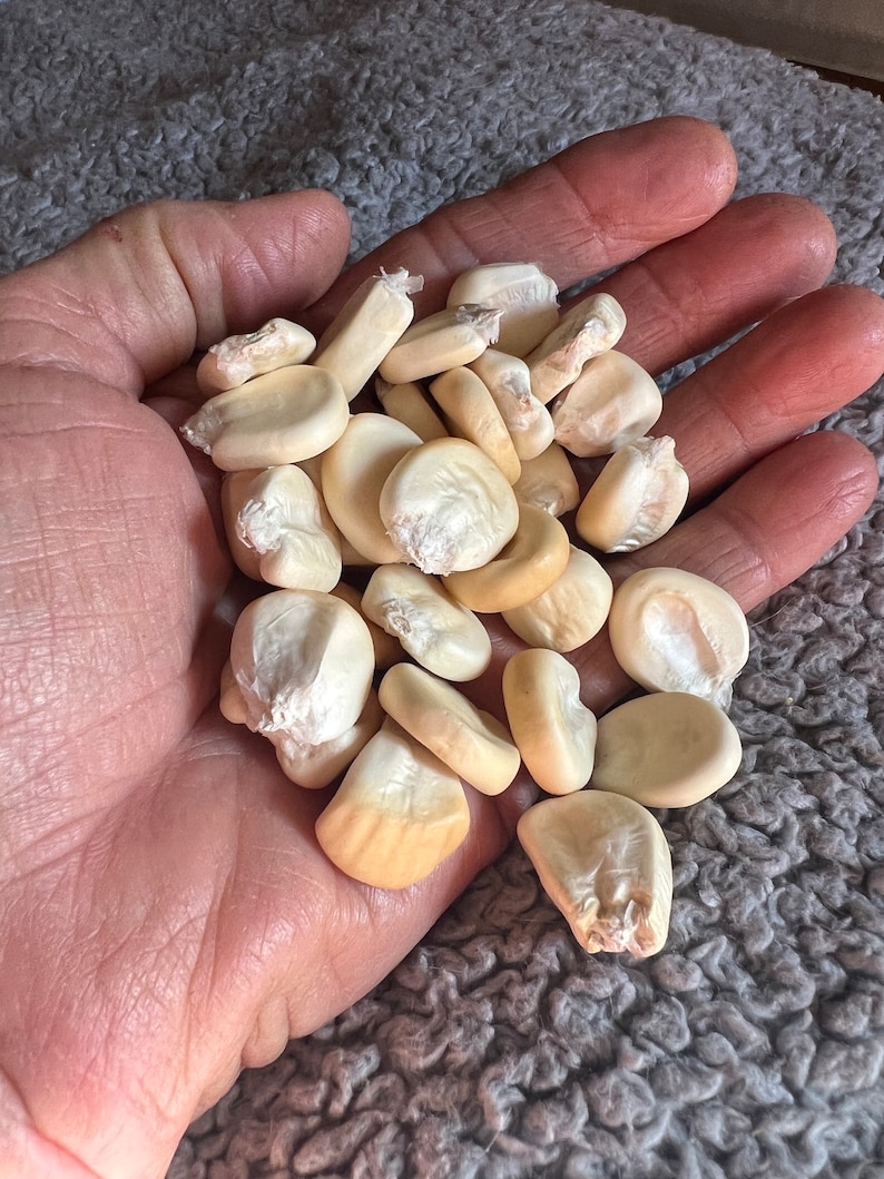 20 Chocio Peruvian Yellow Giant Corn Seeds Ancient Corn Very Rare - Etsy
