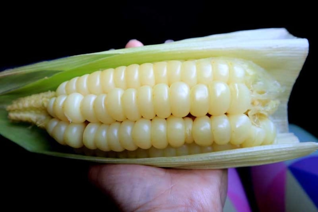 20 Chocio Peruvian Yellow Giant Corn Seeds Ancient Corn Very Rare - Etsy