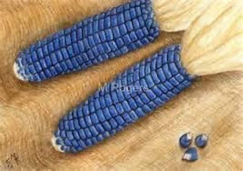 20 Navajo Blue Corn Seed Rare Hard to Find Organic,non-gmo,native Grown ...