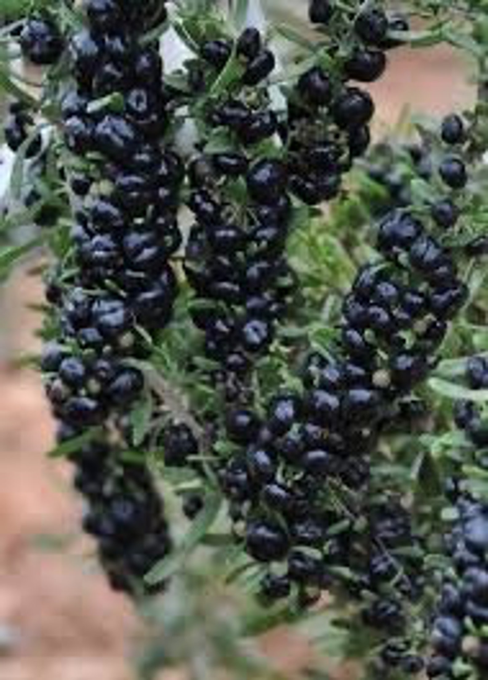 15 Very Rare , Wild ‘tibetan Pangma Black Goji Berry Seeds, Rare Goji ...