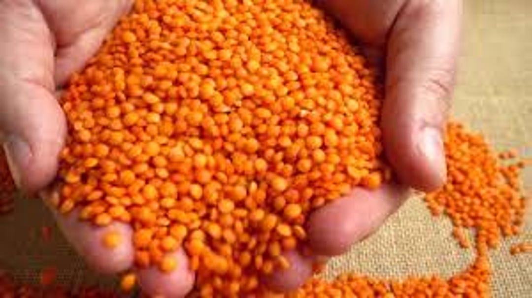 50 Red Lentil Seed , Whole Monsoor Lentil. Easy to Grow..growing ...