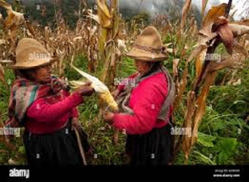 20 Chocio Peruvian Yellow Giant Corn Seeds Ancient Corn Very Rare - Etsy