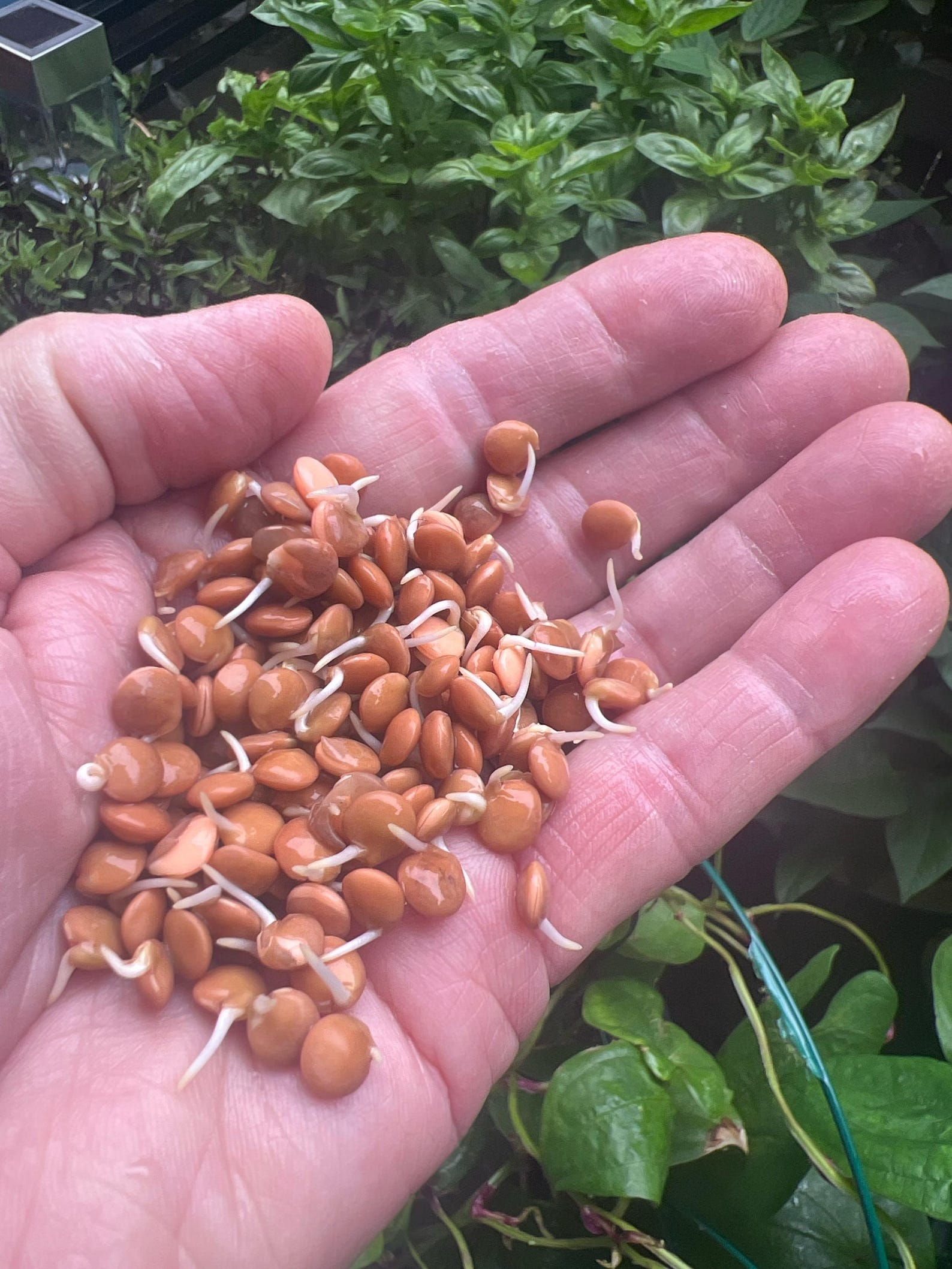 50 Red Lentil Seed , Whole Monsoor Lentil. Easy to Grow..growing ...