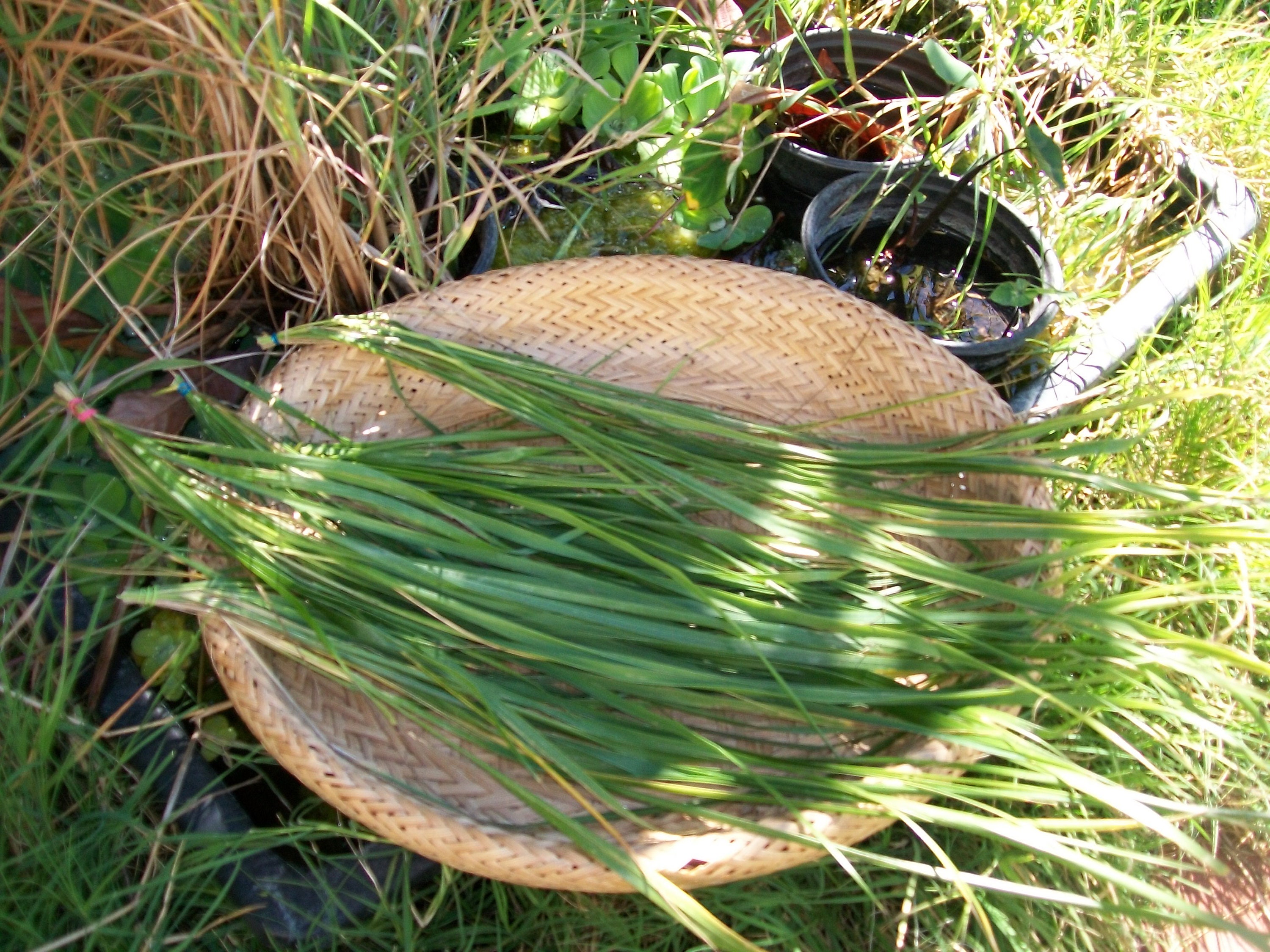 3 Plugs. Canadian Strain Sweet Grass.longest Growing Strain of ...