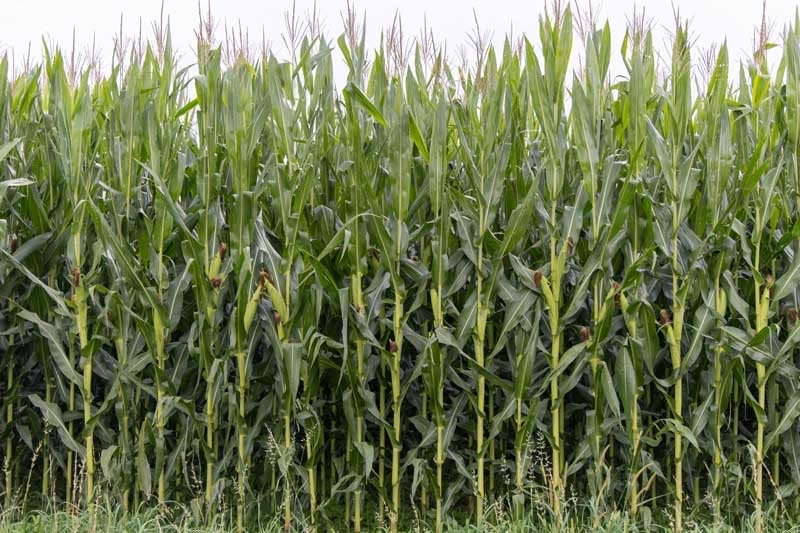 20 Chocio Peruvian Yellow Giant Corn Seeds Ancient Corn Very Rare - Etsy
