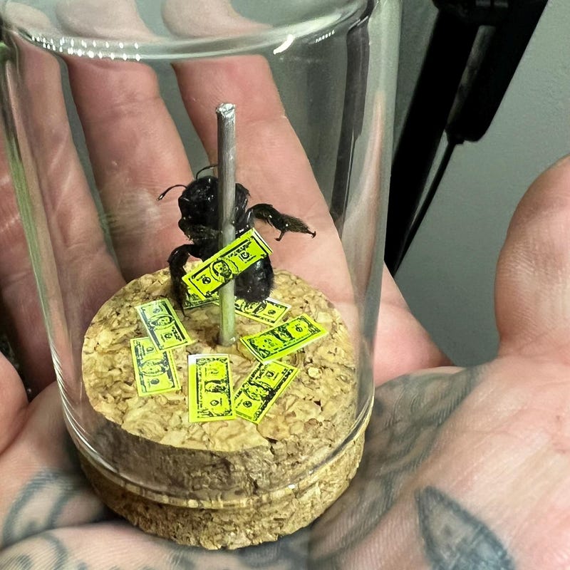 Preserved Carpenter Bees - Etsy