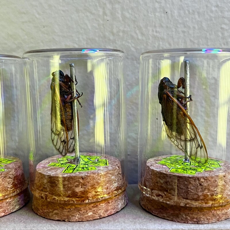 Sideshow Banner - Etsy