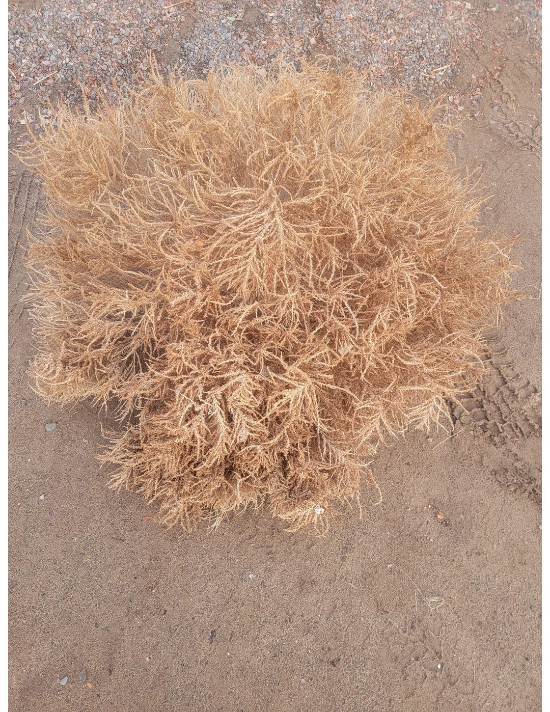 Tumbleweeds - Etsy