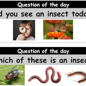 Question of the Day Cards - Insects Study (creative Curriculum Regular ...