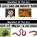 Question of the Day Cards - Insects Study (creative Curriculum Regular ...
