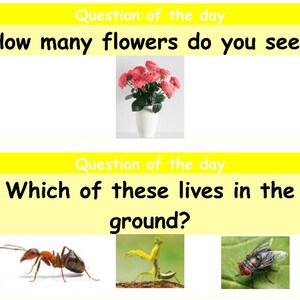Question of the Day Cards - Insects Study (creative Curriculum Regular ...