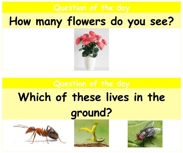 Question of the Day Cards - Insects Study (creative Curriculum Regular ...