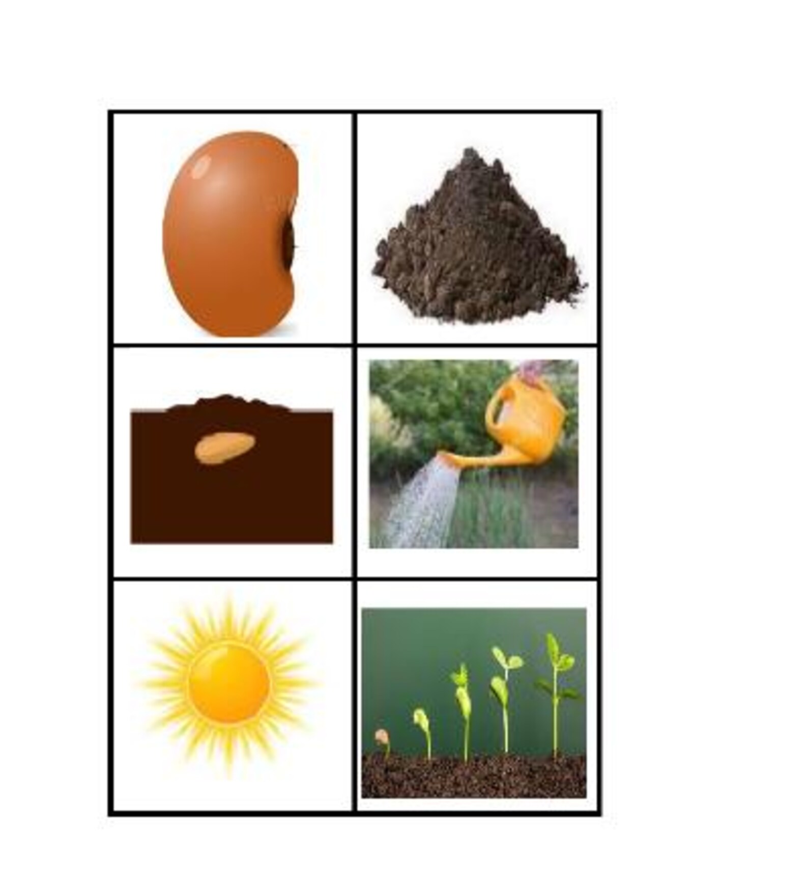 How Plants Grow Vocabulary Book - Etsy