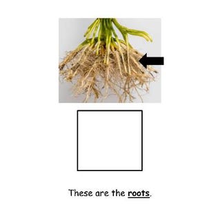 Parts of a Plant Vocabulary Book - Etsy