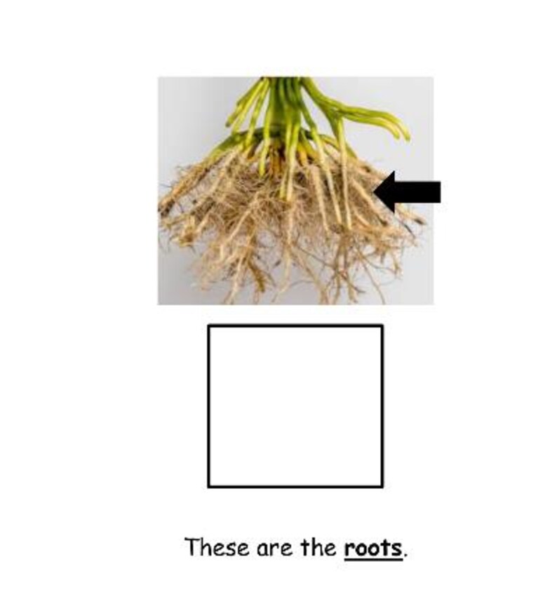 Parts of a Plant Vocabulary Book - Etsy