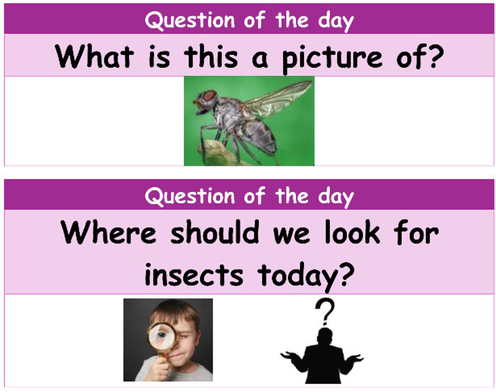 Question of the Day Cards - Insects Study (creative Curriculum Regular ...