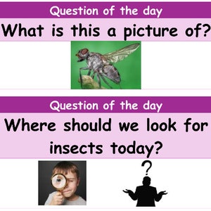 Question of the Day Cards - Insects Study (creative Curriculum Regular ...