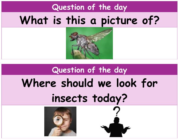 Question of the Day Cards - Insects Study (creative Curriculum Regular ...