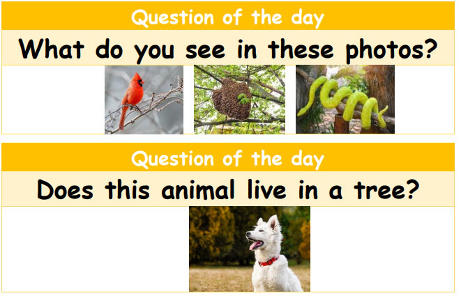 Question of the Day Cards for the Trees Study (creative Curriculum ...