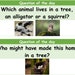 Question of the Day Cards - Tree Study (creative Curriculum Regular ...