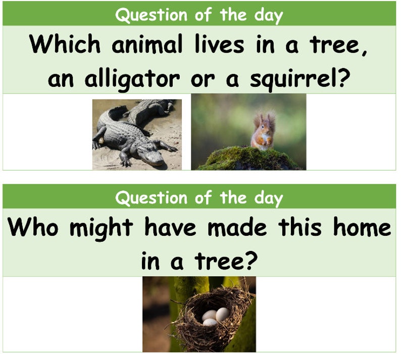 Question of the Day Cards - Tree Study (creative Curriculum Regular ...
