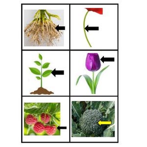 Parts of a Plant Vocabulary Book - Etsy