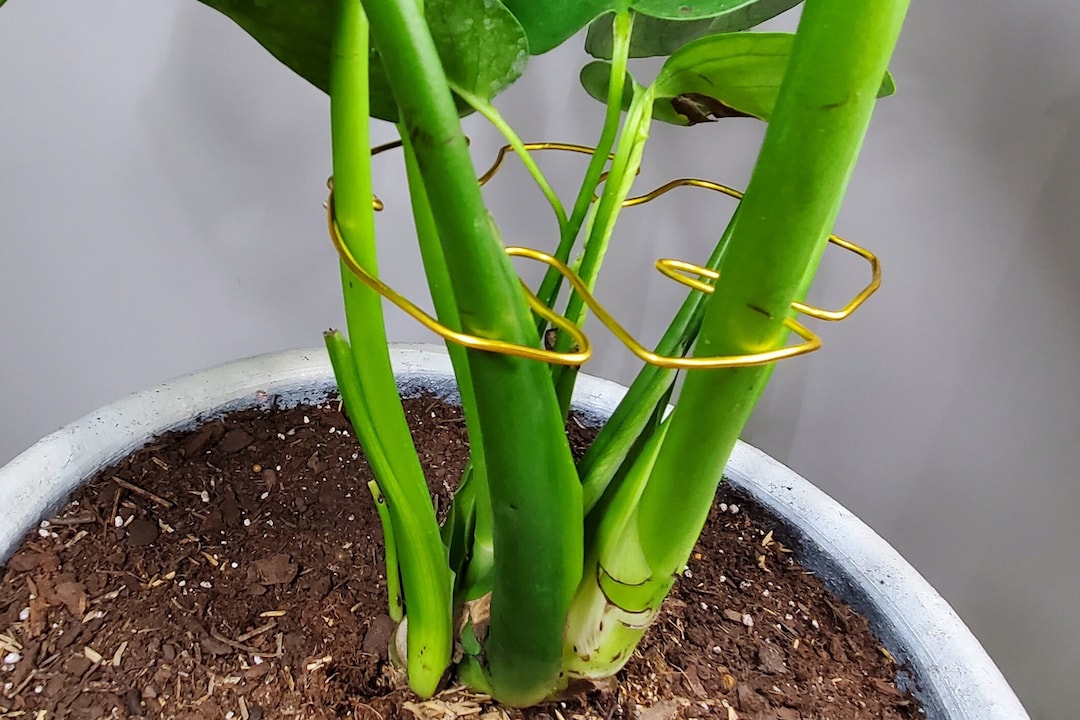 Indoor Houseplant Stem Brace, Monstera Leaf Shaped Plant Support ...