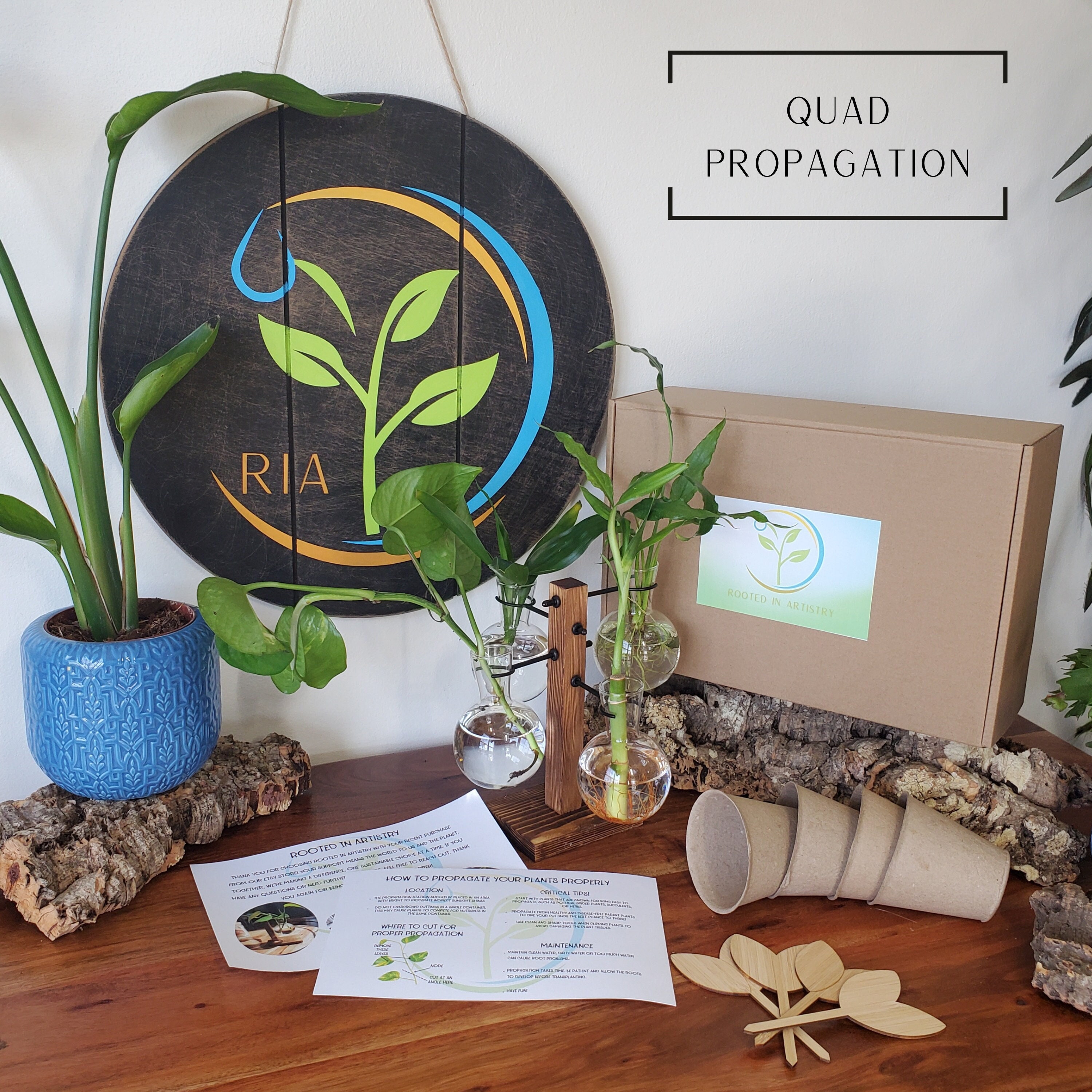 Eco Friendly Propagation Gift Kit, House Warming Idea, Indoor Garden ...