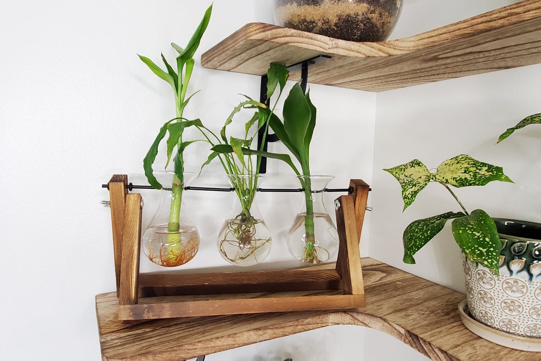 Eco Friendly Propagation Gift Kit, House Warming Idea, Indoor Garden ...