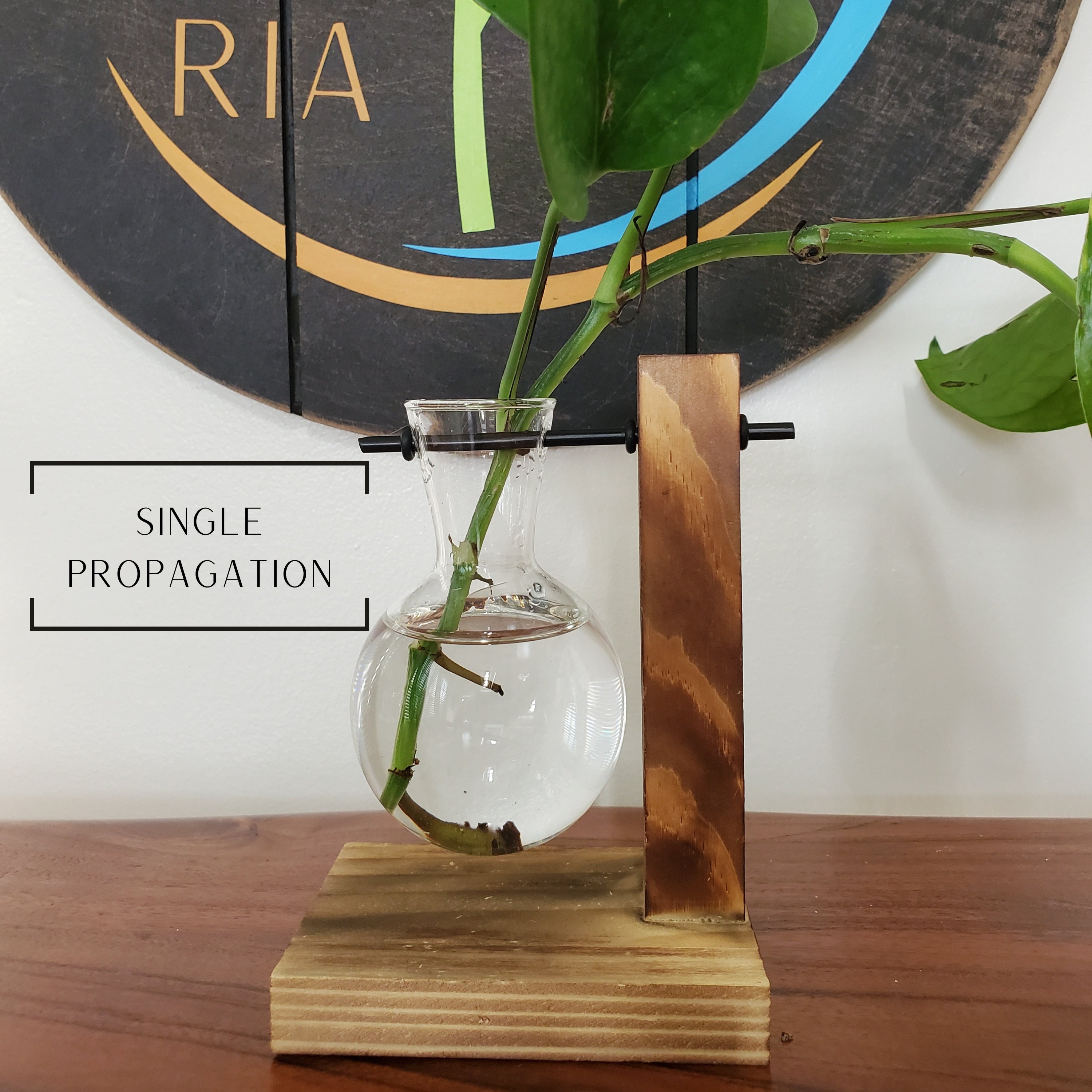 Eco Friendly Propagation Gift Kit, House Warming Idea, Indoor Garden ...