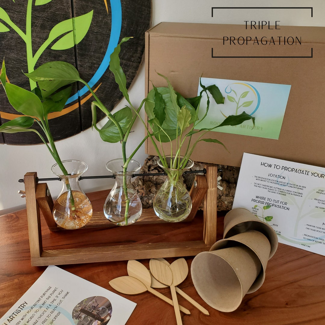 Eco Friendly Propagation Gift Kit, House Warming Idea, Indoor Garden ...