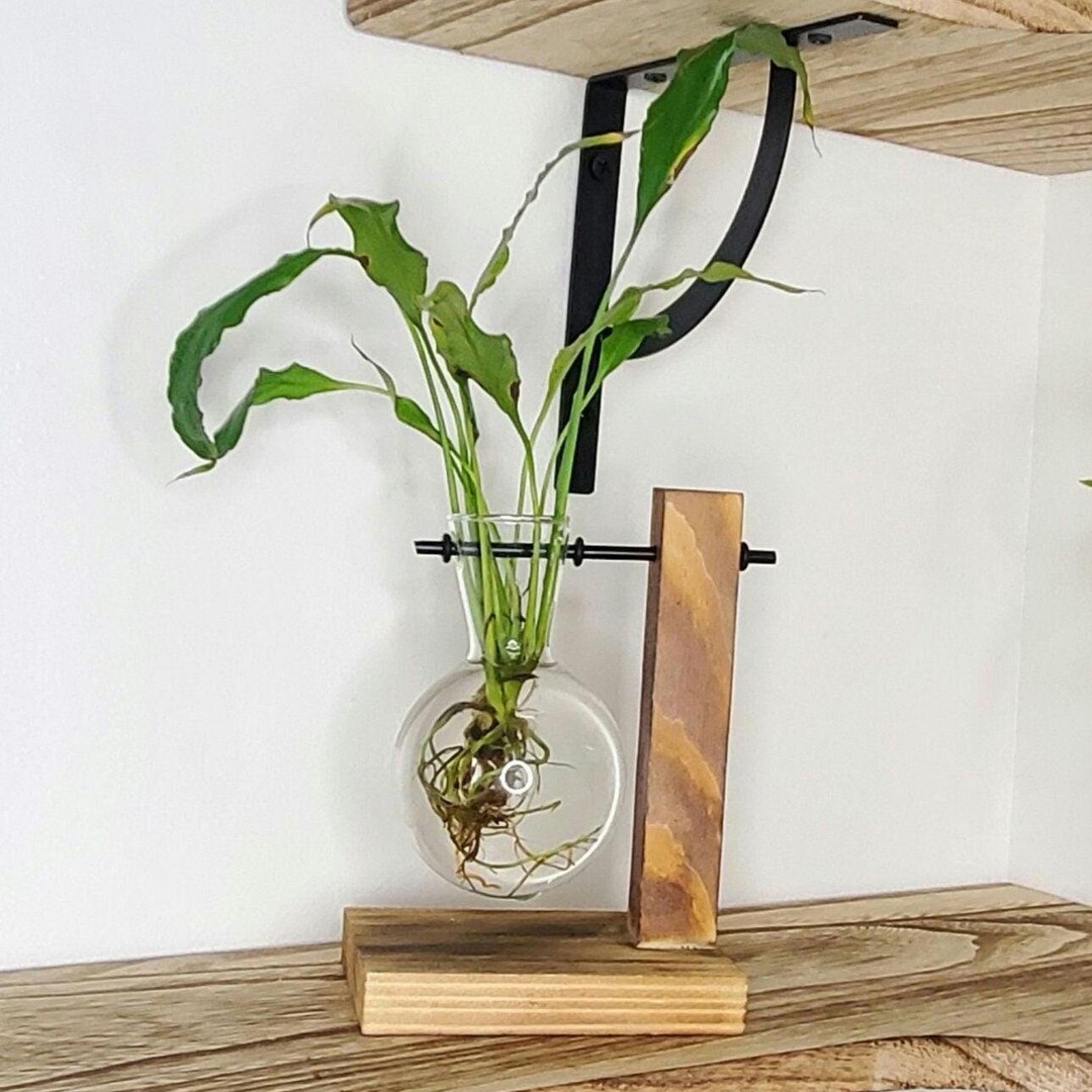 Eco Friendly Propagation Gift Kit, House Warming Idea, Indoor Garden ...