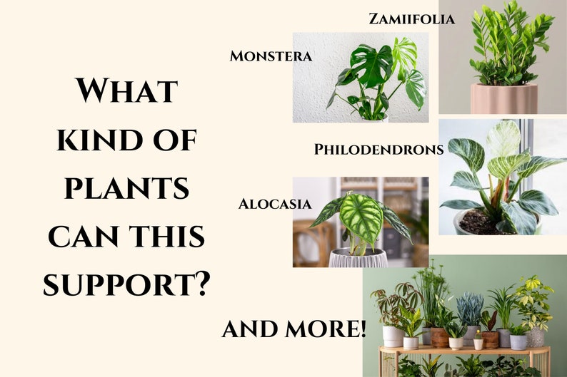 Pack of 6 Stem Supports for Climbing Houseplants | Indoor Plant Support ...