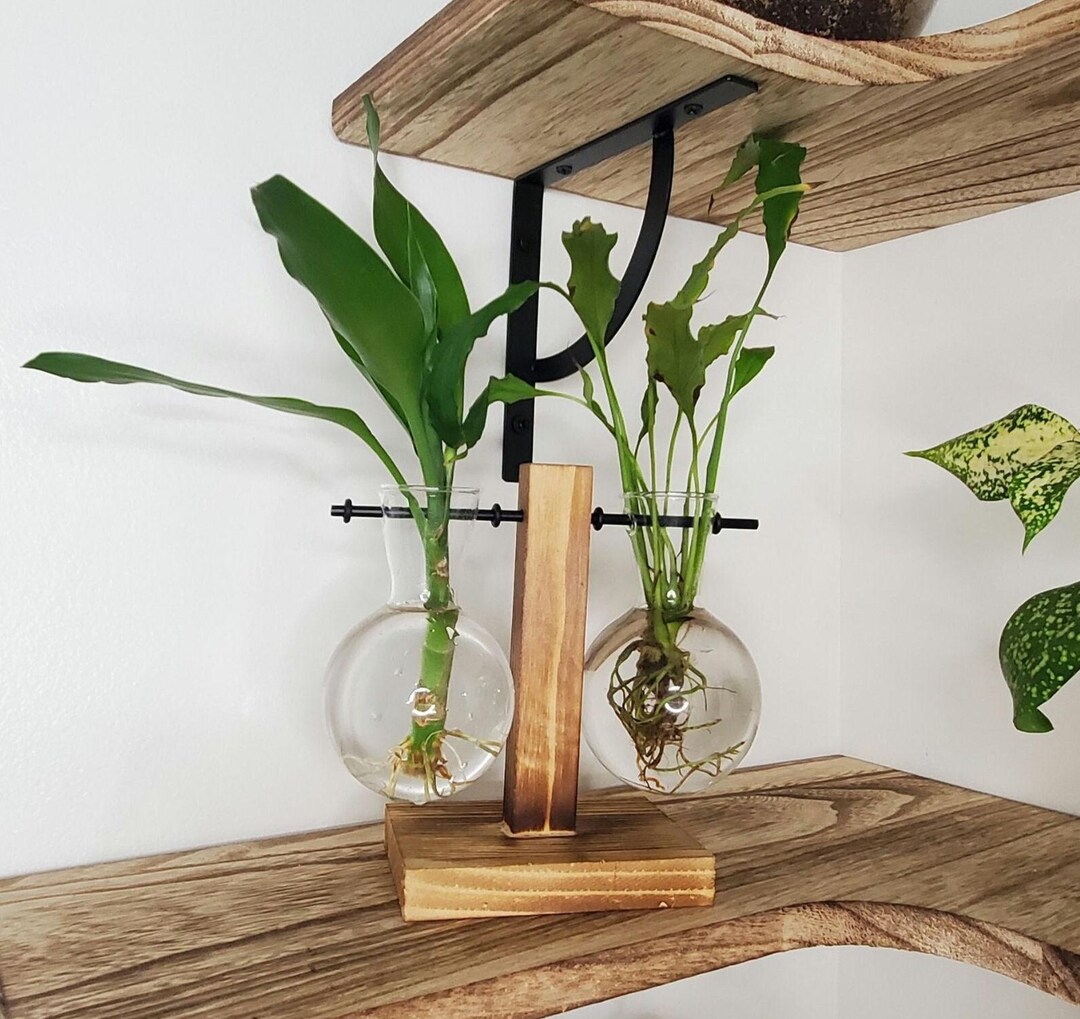 Eco Friendly Propagation Gift Kit, House Warming Idea, Indoor Garden ...
