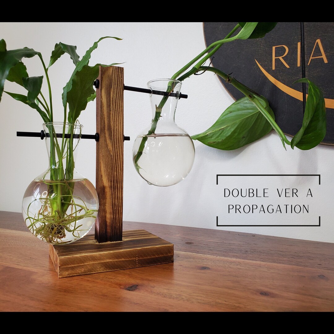 Eco Friendly Propagation Gift Kit, House Warming Idea, Indoor Garden ...
