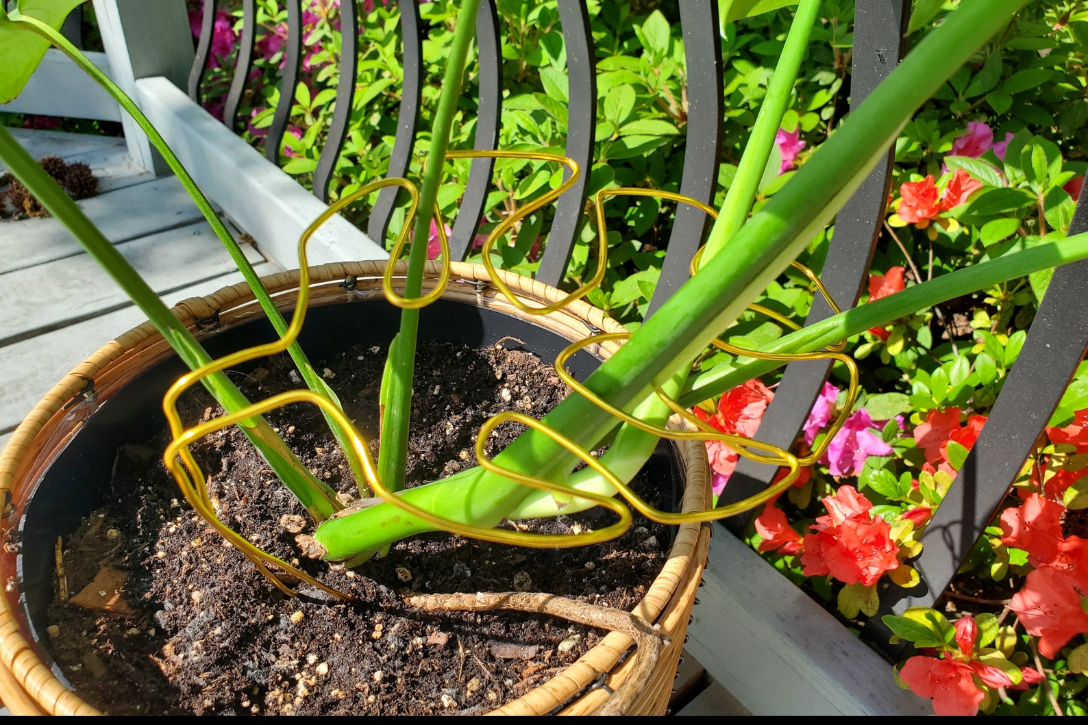 Monstera Shaped Plant Support for Smaller Indoor Potted House Plants ...