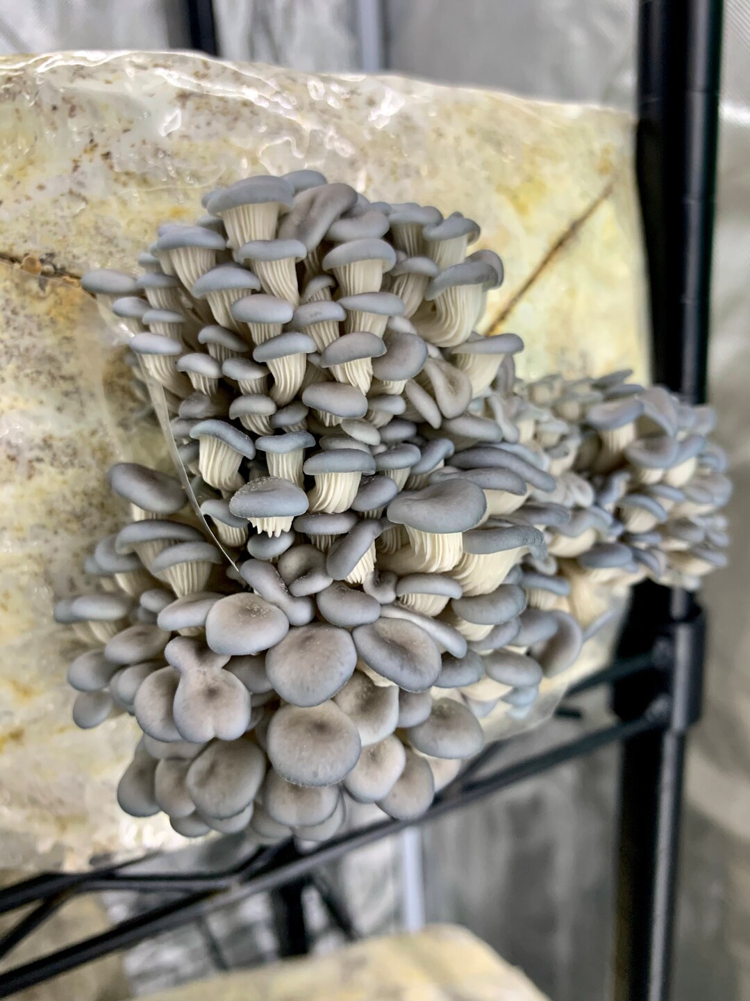 Roots and Rhizos Mushroom Blocks - Etsy