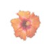 Orange Hibiscus Flower Sticker - Etsy