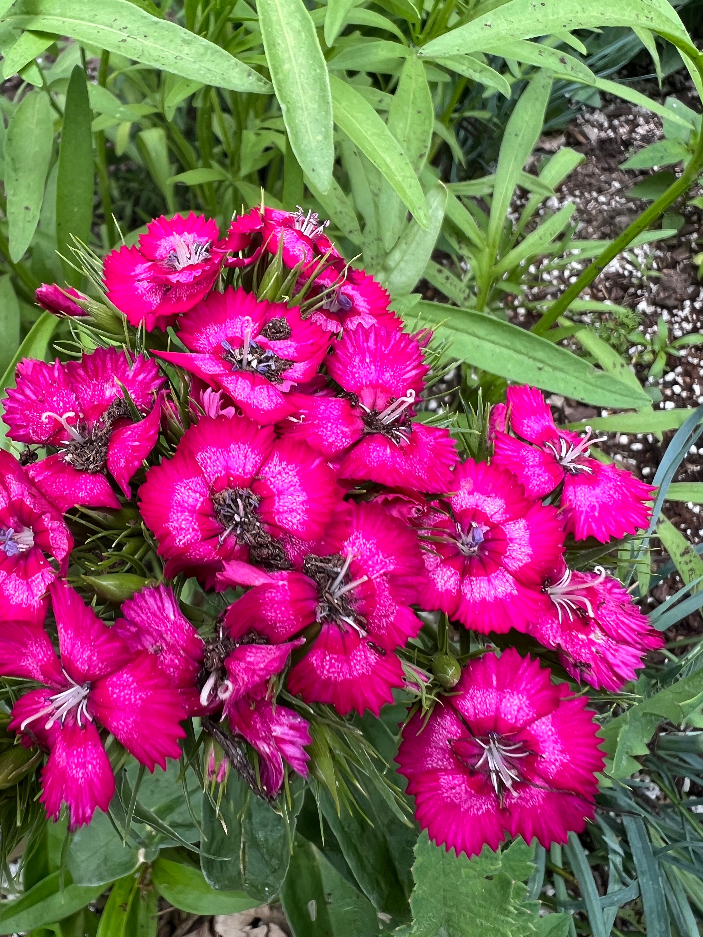 Fragrant Dianthus Seeds sweet William Mixed Colors - Etsy