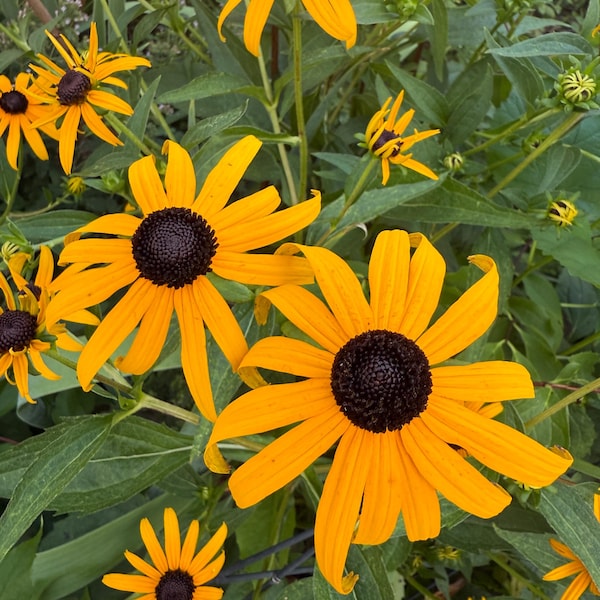 Brown Eyed Susan Etsy